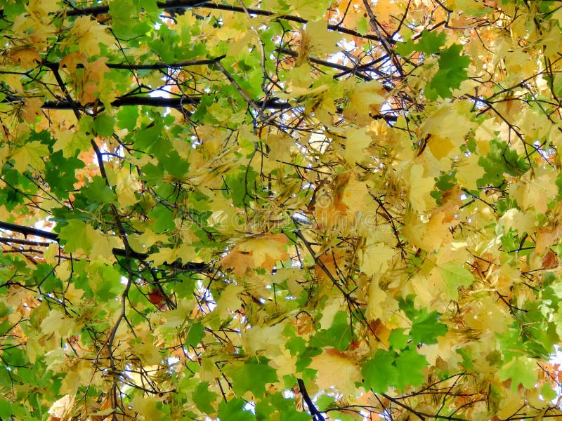 Yellow Leaves of a Maple Tree in the Fall Stock Image - Image of beauty ...