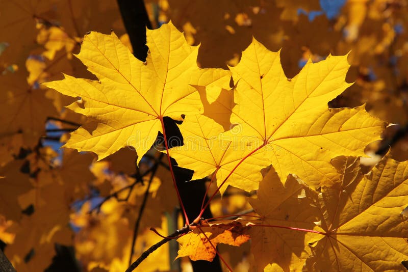 Yellow leaves of maple stock image. Image of outdoor - 79239737