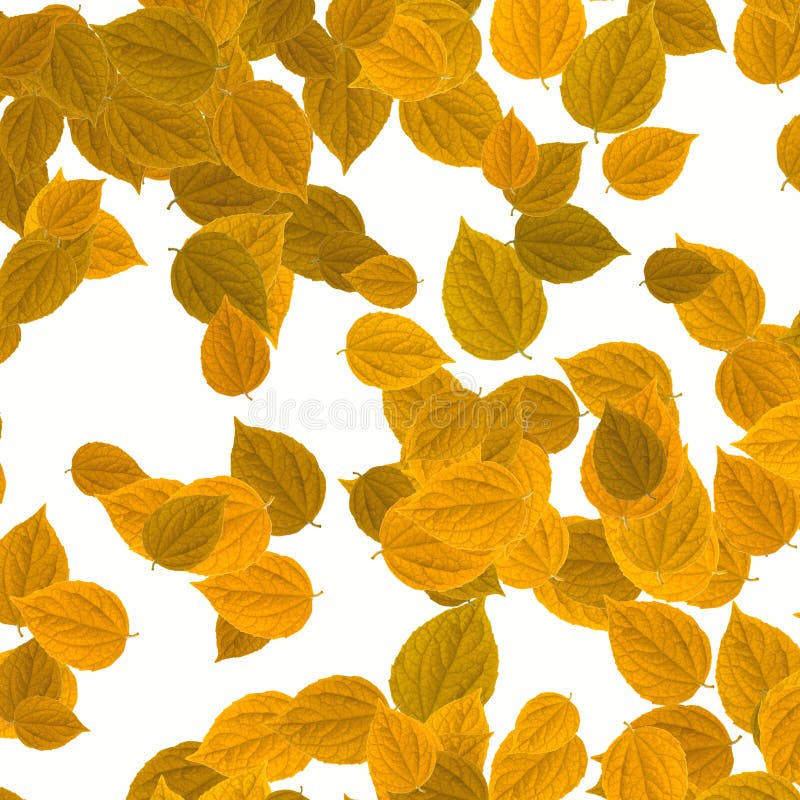 Yellow Leaves Over White Background Stock Image - Image of leaf ...