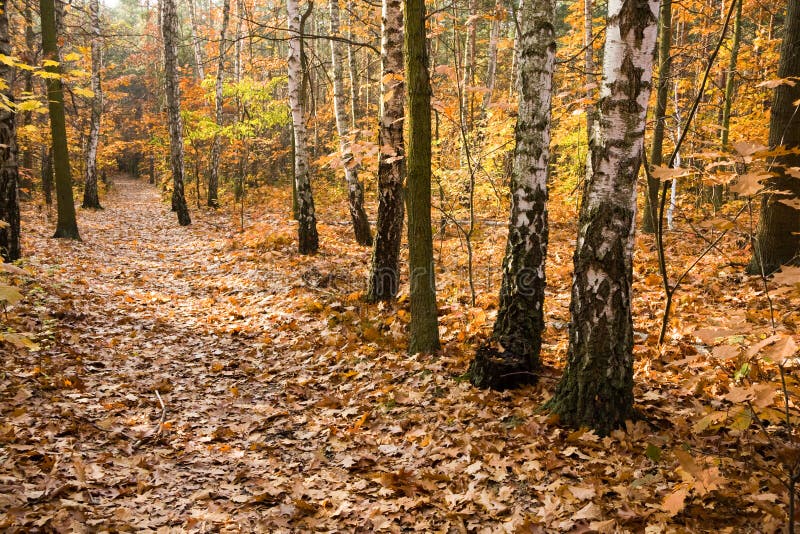 Yellow Leaves on Path in Forest Stock Photo - Image of leaf, outdoor ...