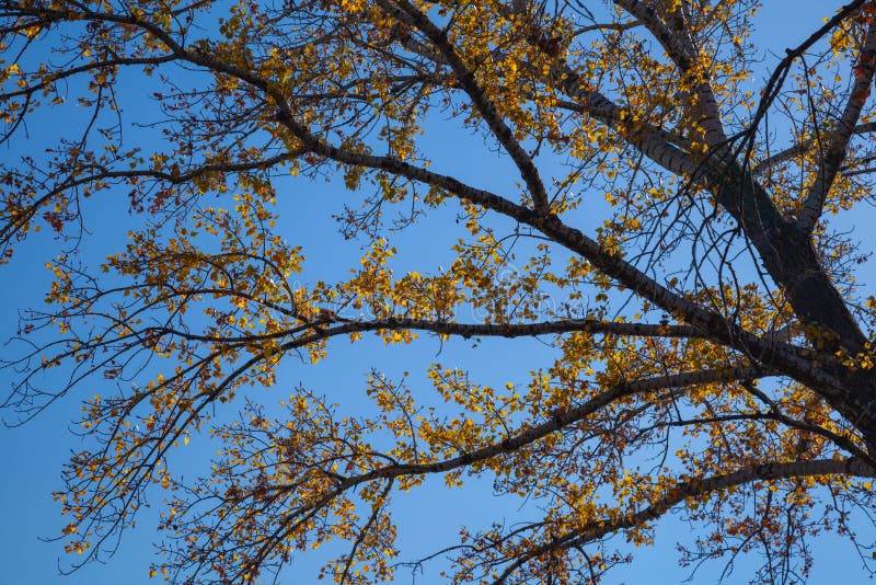 Poplar Branches on Blue Sky Stock Image - Image of february, hanging ...