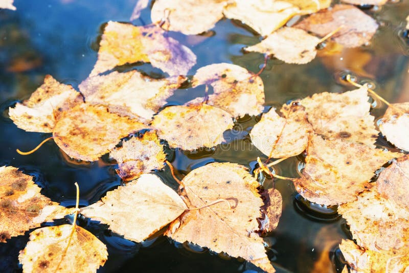 Yellow Leaves in a Puddle. Background of Fallen Autumn Leaves Stock ...