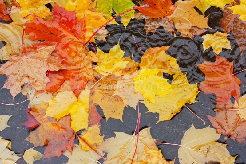 Yellow leaves in a puddle stock photo. Image of rain - 86108584
