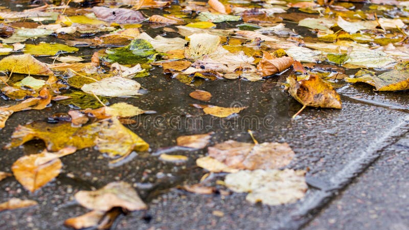 Yellow Leaves in a Puddle on Sidewalk Stock Photo - Image of leaf ...