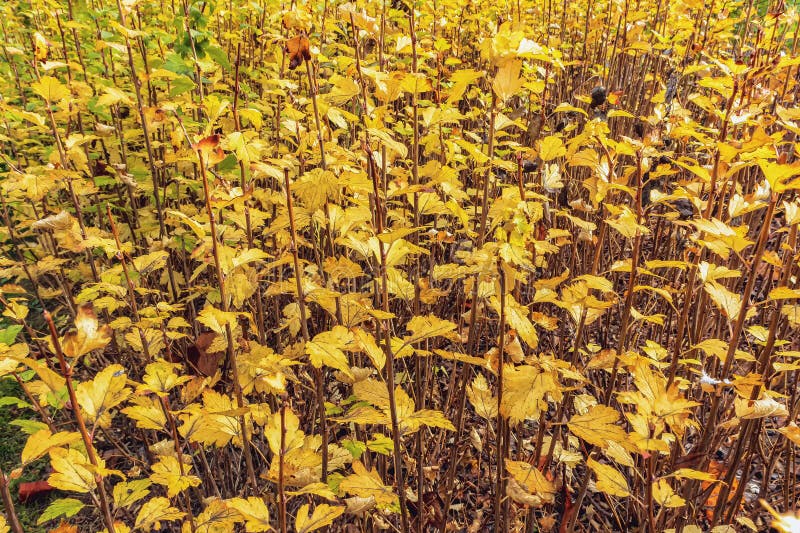Yellow Leaves on a Raspberry Bush in Autumn Stock Image - Image of ...