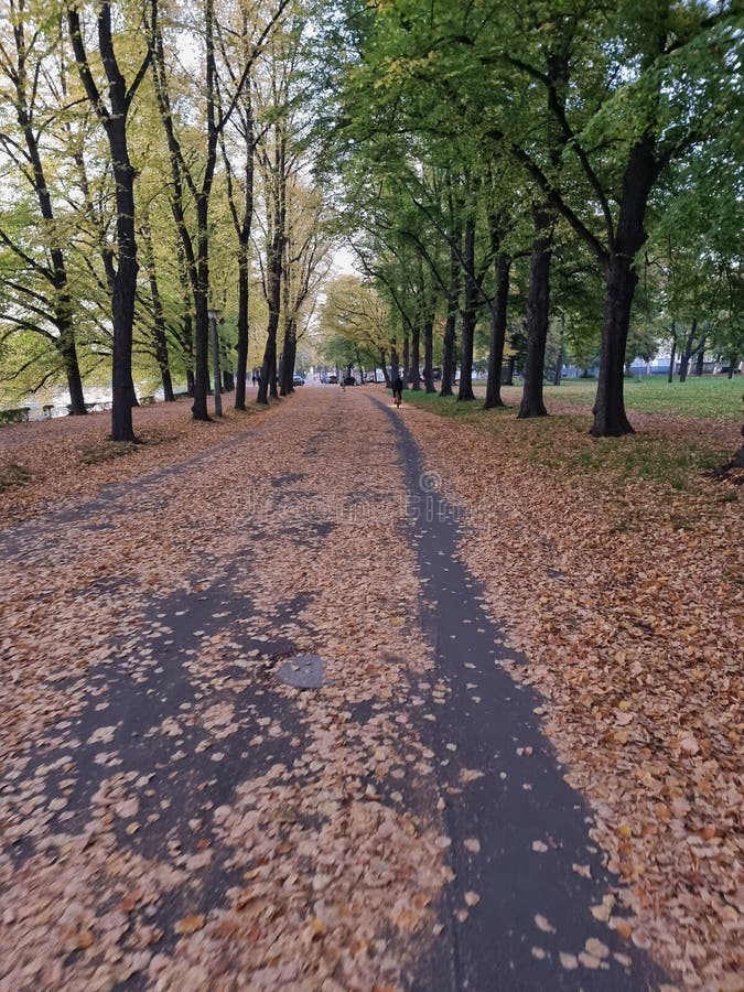 Yellow Leaves on Road between Trees Stock Image - Image of grass ...