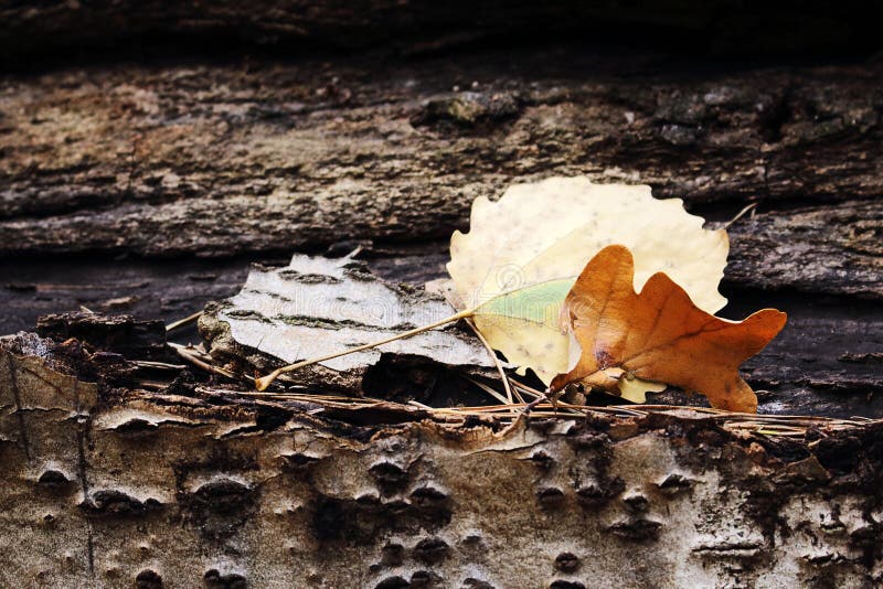 Yellow Leaves Stuck on Tree Stump Bark Stock Image - Image of stack ...