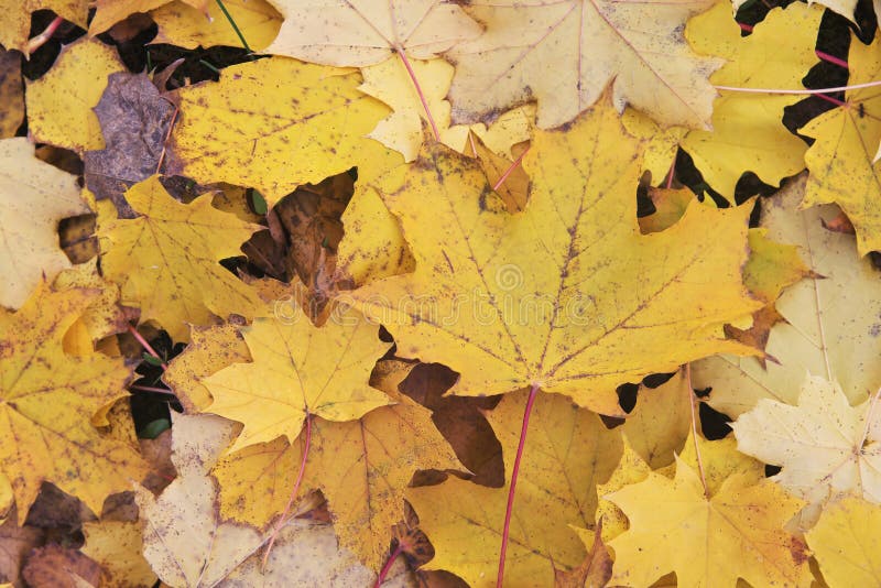 Yellow Leaves Texture Background Stock Image - Image of season, falling ...