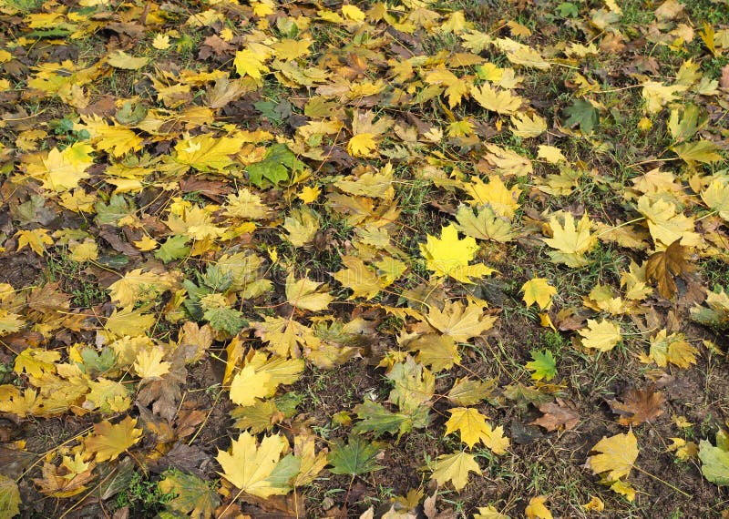 Yellow Leaves Texture Background Stock Photo - Image of plant, tree ...