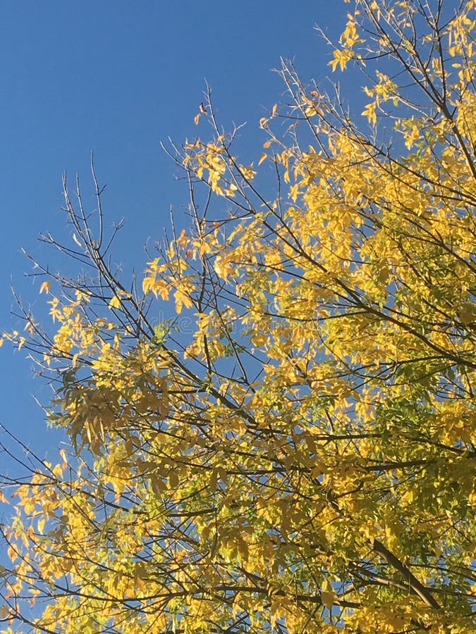 Yellow leaves of a tree stock image. Image of nature - 218727217