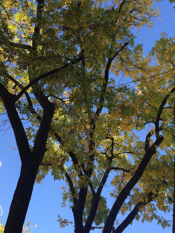 Yellow Leaves of a Tree in Autumn Stock Image - Image of beautiful ...