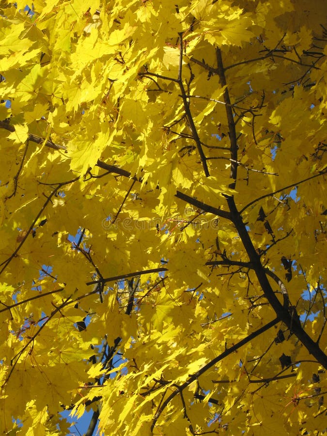 Yellow leaves stock photo. Image of season, forest, yellow - 48360028