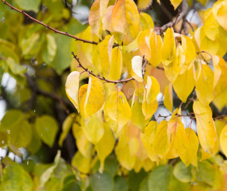 Yellow Leaves on the Tree in Autumn Stock Image - Image of maple ...