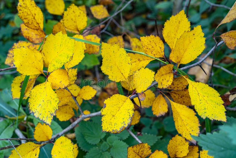 Yellow leaves of a tree. stock image. Image of fall - 175163557