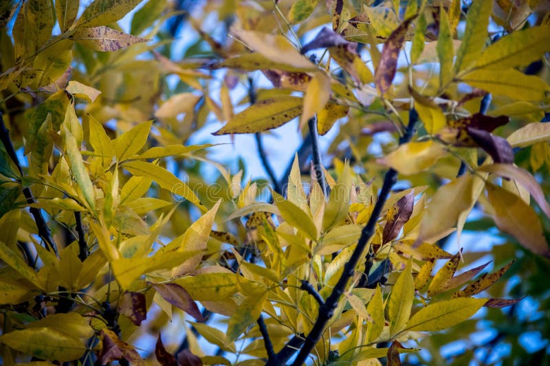 Yellow Leaves from a Tree in Autumn before Falling Stock Image - Image ...