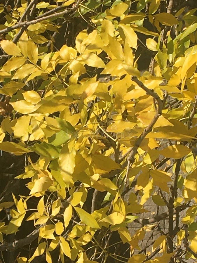Yellow leaves of a tree stock image. Image of botanical - 218726987