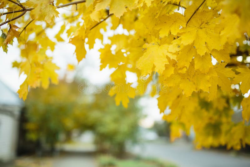 Yellow leaves on a tree stock image. Image of background - 104349097