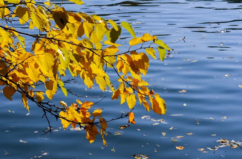 Yellow Leaves on a Tree Branch Above the Water in a Pond, Sofievsky ...