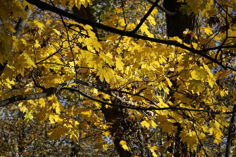 Yellow Leaves on Tree Branch in Fall Stock Image - Image of forest ...
