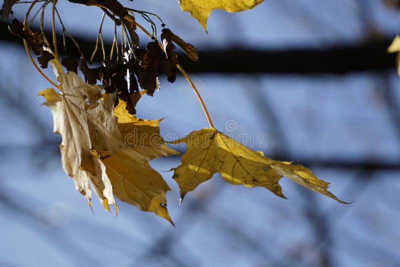 Yellow Leaves on Tree Branch in Fall Stock Image - Image of fall, leaf ...