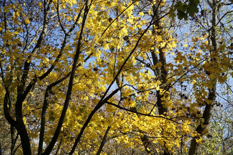 Yellow Leaves on Tree Branches in Fall Stock Image - Image of outdoors ...