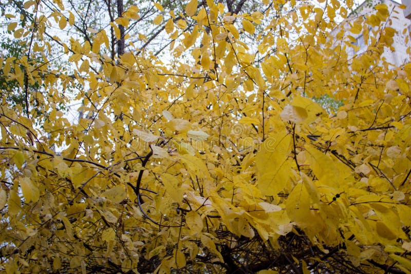 Yellow Leaves on a Tree. Fall Has Come. Seasons Stock Image - Image of ...