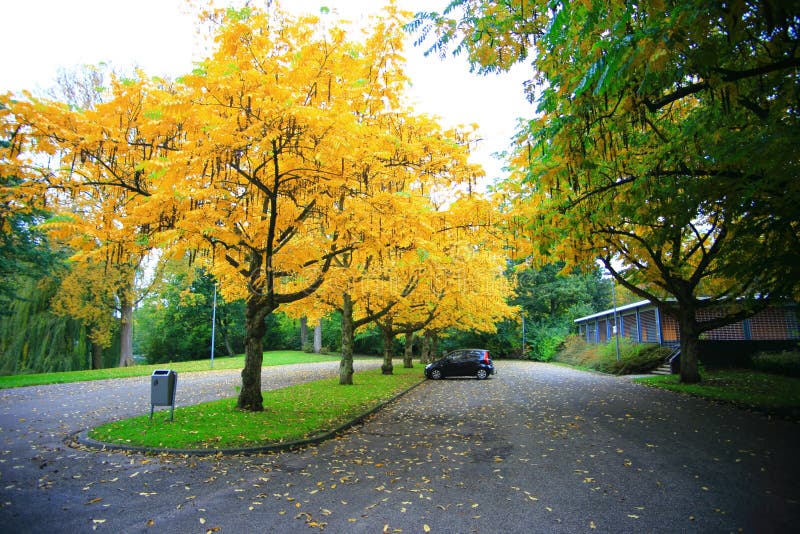 Yellow leaves tree stock image. Image of autumn, tree - 61277583