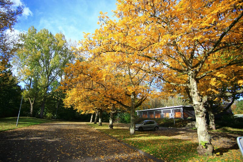 Yellow leaves tree stock photo. Image of yellow, beautiful - 61311976