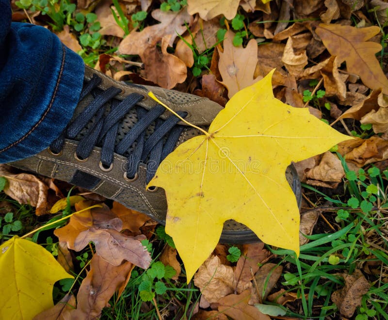 Yellow Leaves from a Tree Lie in the Autumn Stock Image - Image of ...