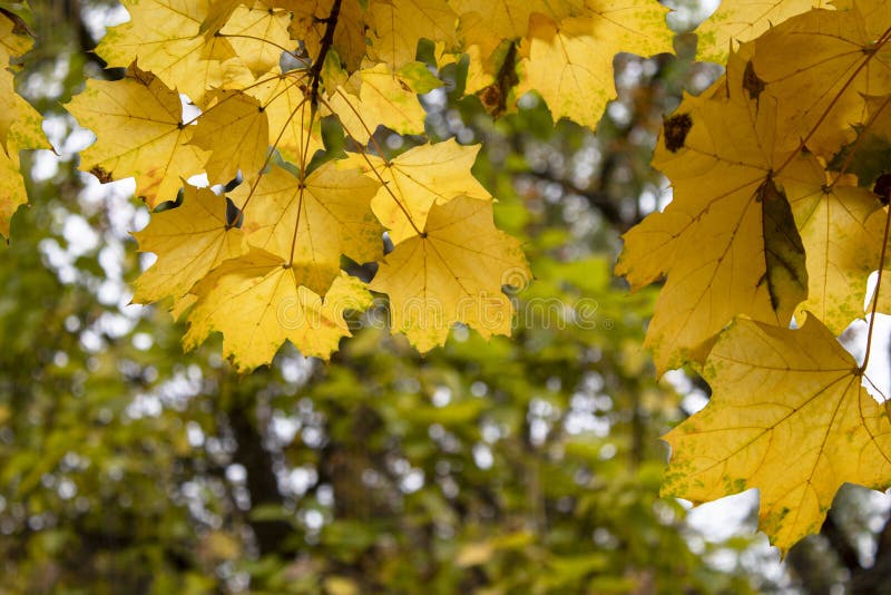 Yellow Leaves on a Tree. Yellow Maple Leaves. Autumn Background Stock ...