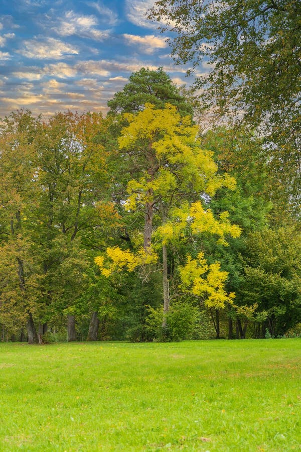 Yellow Leaves for a Tree in September. Early Autumn Stock Image - Image ...