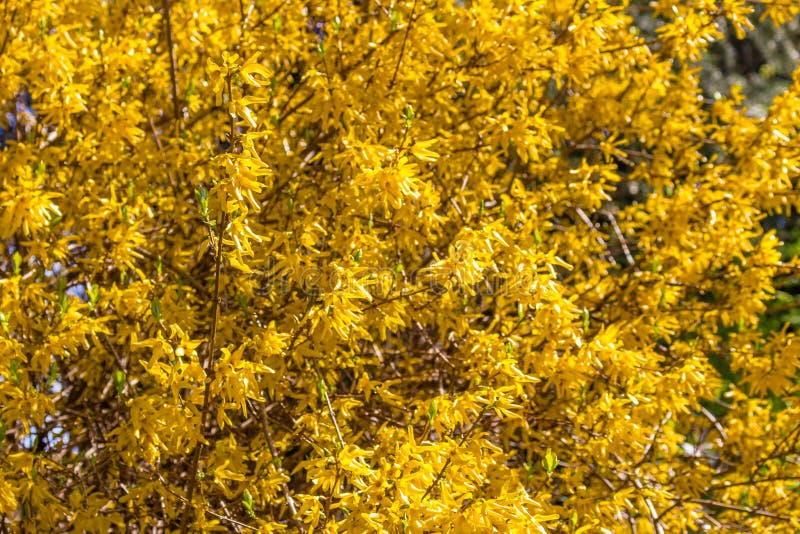 Yellow leaves tree stock image. Image of autumn, branches - 59912313