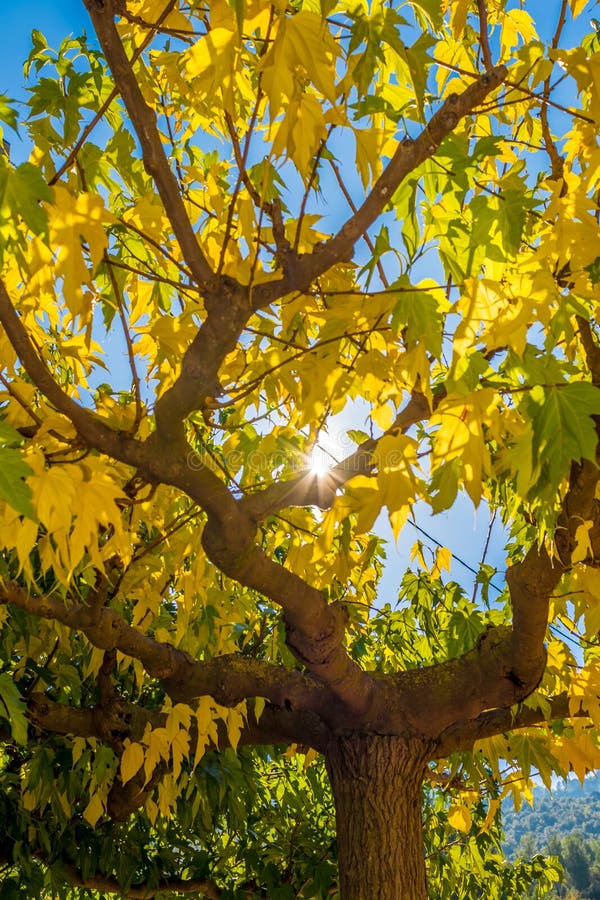 Yellow leaves tree stock photo. Image of skies, branches - 63590072
