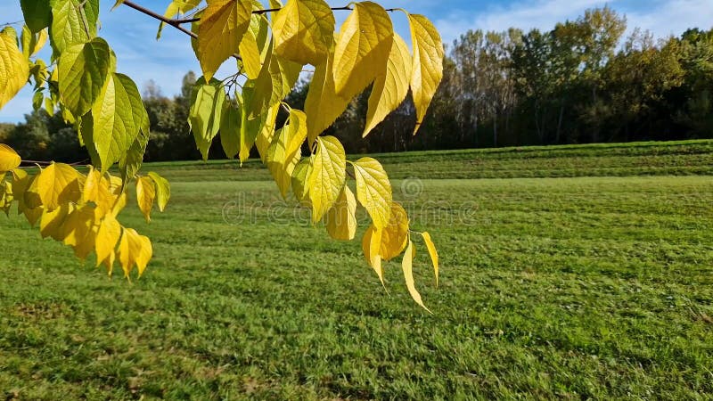 Yellow Leaves of a Tree Waving in Wind Stock Video - Video of park ...