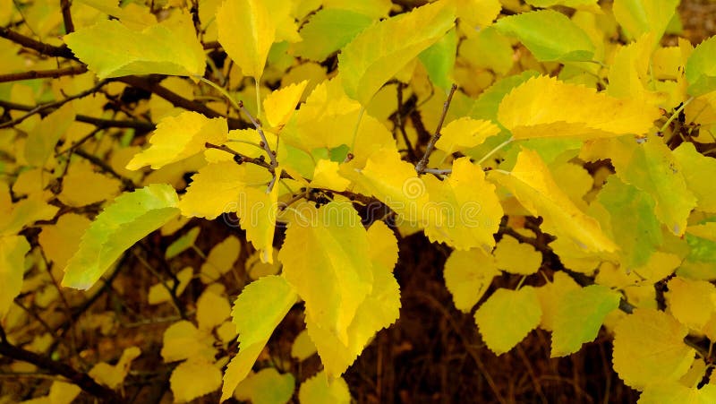 Yellow leaves of trees stock image. Image of foliage - 161459743