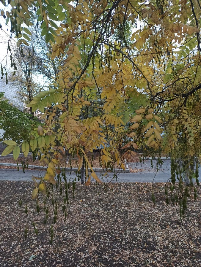 Yellow Leaves on the Trees in a Sunny Cozy Park Stock Image - Image of ...