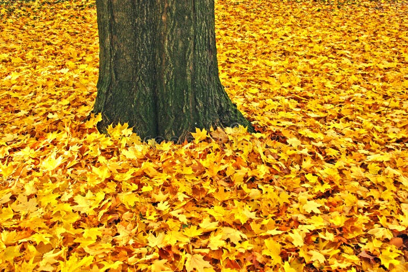 Yellow Leaves and Trunk of a Sugar Maple Stock Image - Image of forest ...