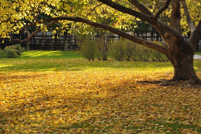 Yellow Leaves Under the Tree Stock Photo - Image of fall, fence: 60309080