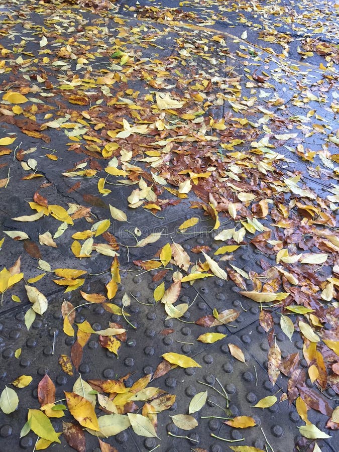Yellow Leaves on a Walk Path Stock Image - Image of background, pattern ...