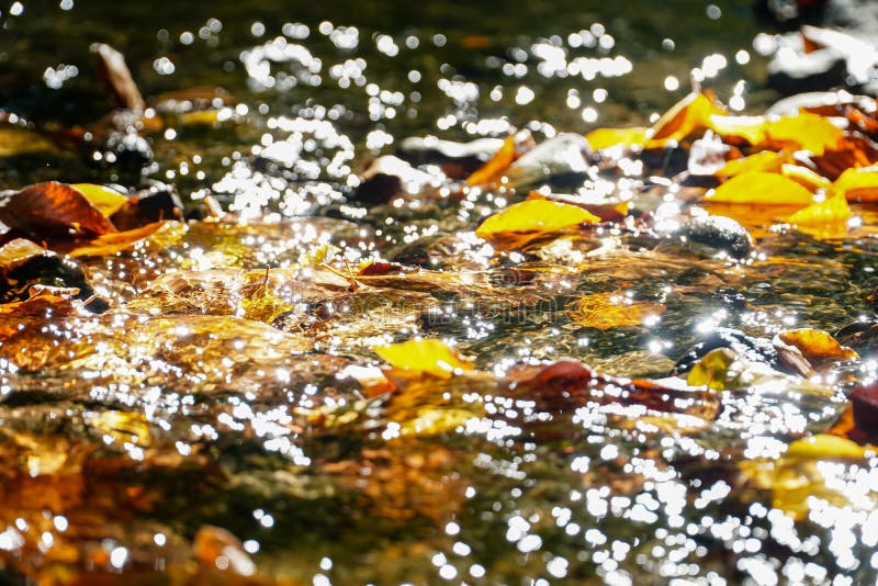 Yellow Leaves in the Water , Sun Glints on the Water Stock Image ...