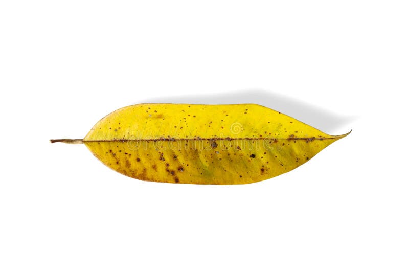 Yellow Leaves on White Background Stock Image - Image of pattern, lush ...