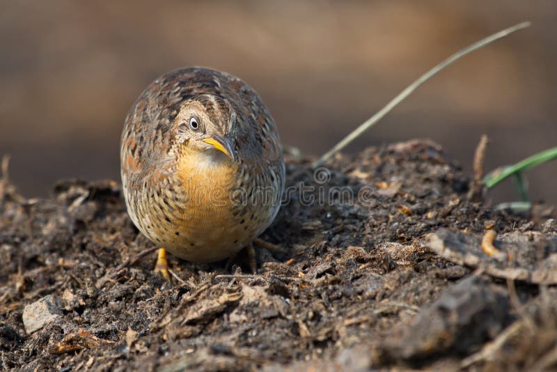 Yellow legged buttonquail stock image. Image of plumage - 241984539