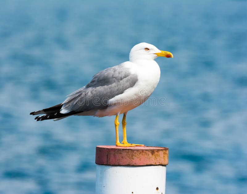 Yellow-legged gull stock image. Image of stand, waterfowl - 57627857