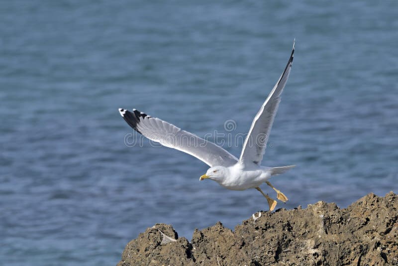 Yellow-legged Gull, Greece stock photo. Image of animals - 267989616