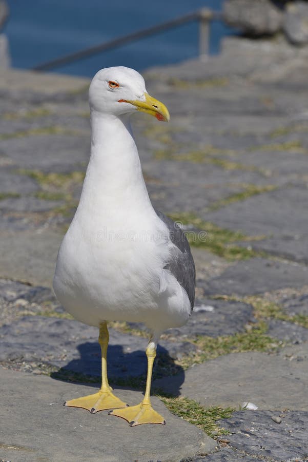 Yellow-legged Gull on Ground Stock Photo - Image of face, gull: 81729824