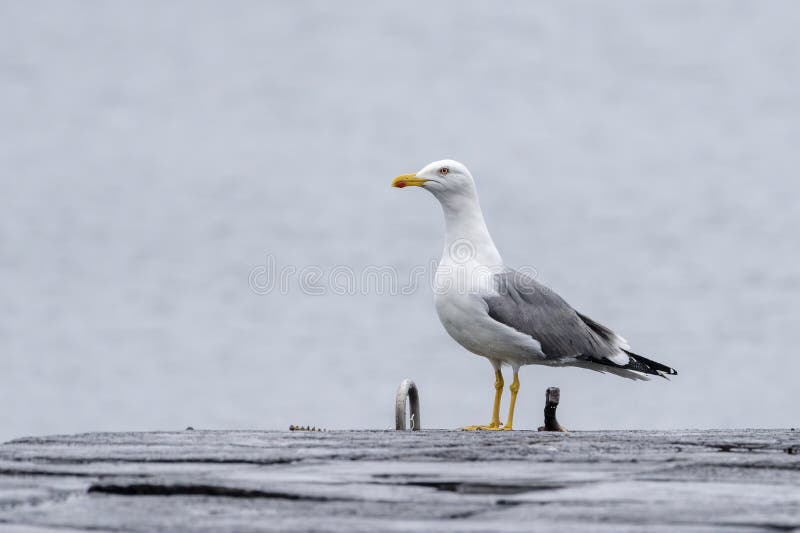 Yellow-legged gull stock photo. Image of species, birdwatching - 334373538