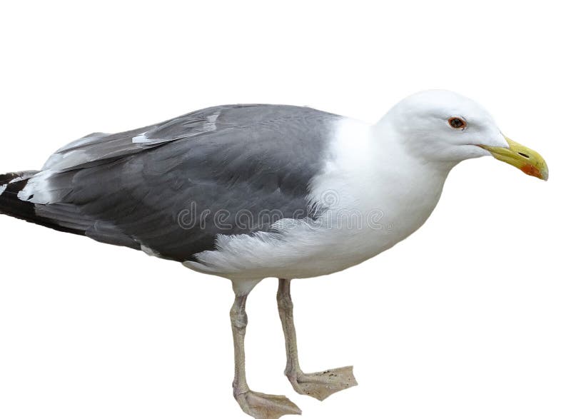 Yellow-legged Gull Isolated on White. Larus Michahellis Stock Photo ...