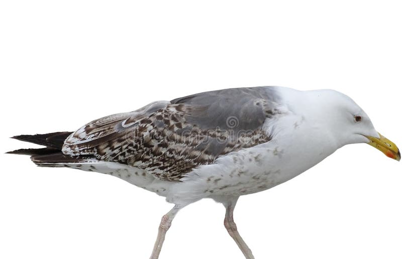 Yellow-legged Gull Isolated on White. Larus Michahellis Stock Image ...