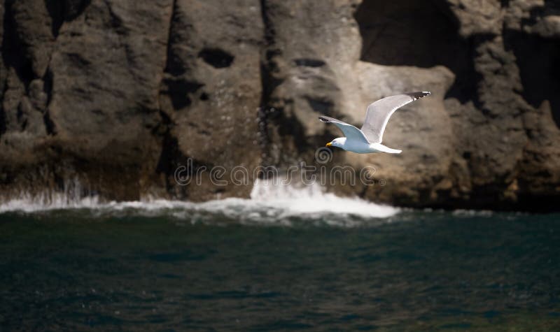 Yellow Legged Gull Laridae or Larus Michahellis Flying on a Sea Stock ...