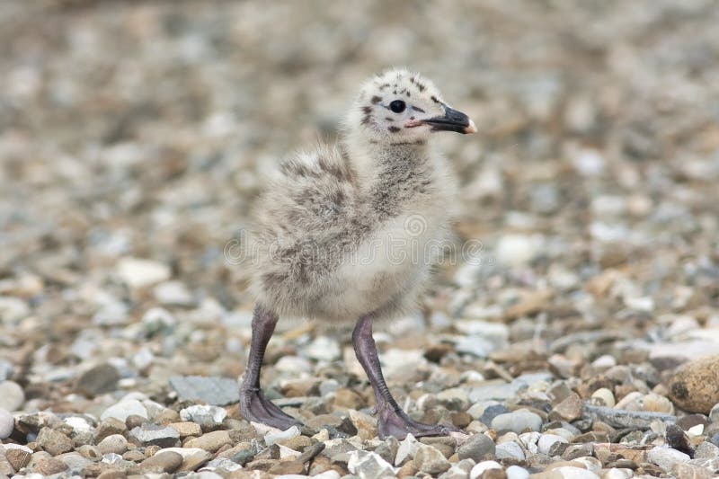 Yellow-legged Gull (Larus Michahellis) Stock Photo - Image of legged ...
